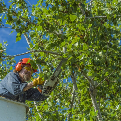 Absolute Tree Removal is a Tree Contractor in Flint, MI 48506