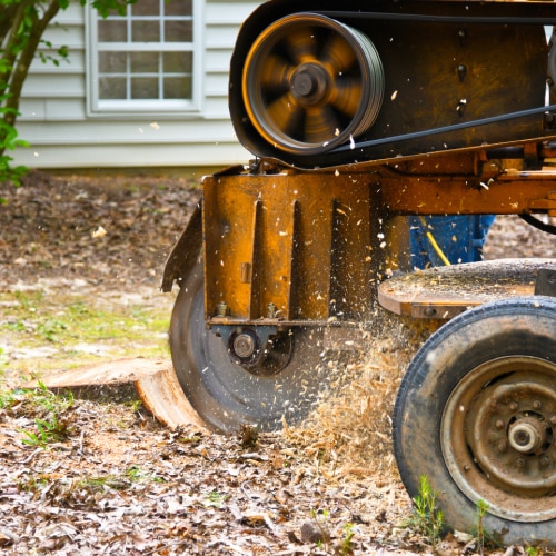 Absolute Tree Removal is a Tree Contractor in Flint, MI 48506