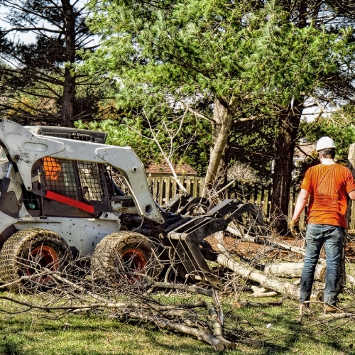 Absolute Tree Removal is a Tree Contractor in Flint, MI 48506