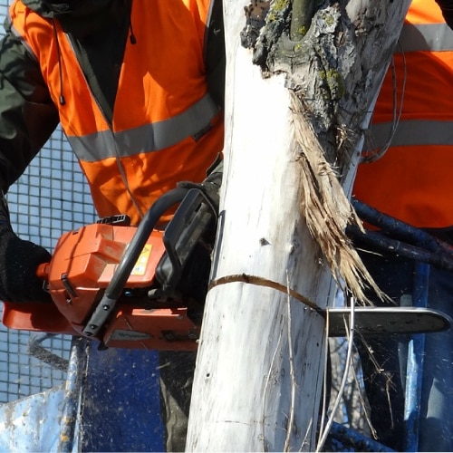 Absolute Tree Removal is a Tree Contractor in Flint, MI 48506