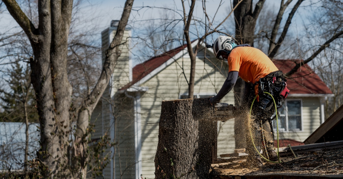 Absolute Tree Removal is a Tree Contractor in Flint, MI 48506